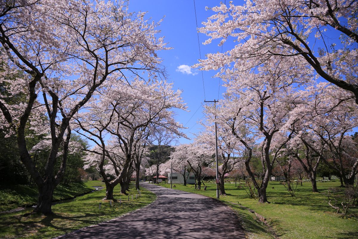 鶴居鶴の里 CAMP FIELD4月22日オープンあさってキャンプ