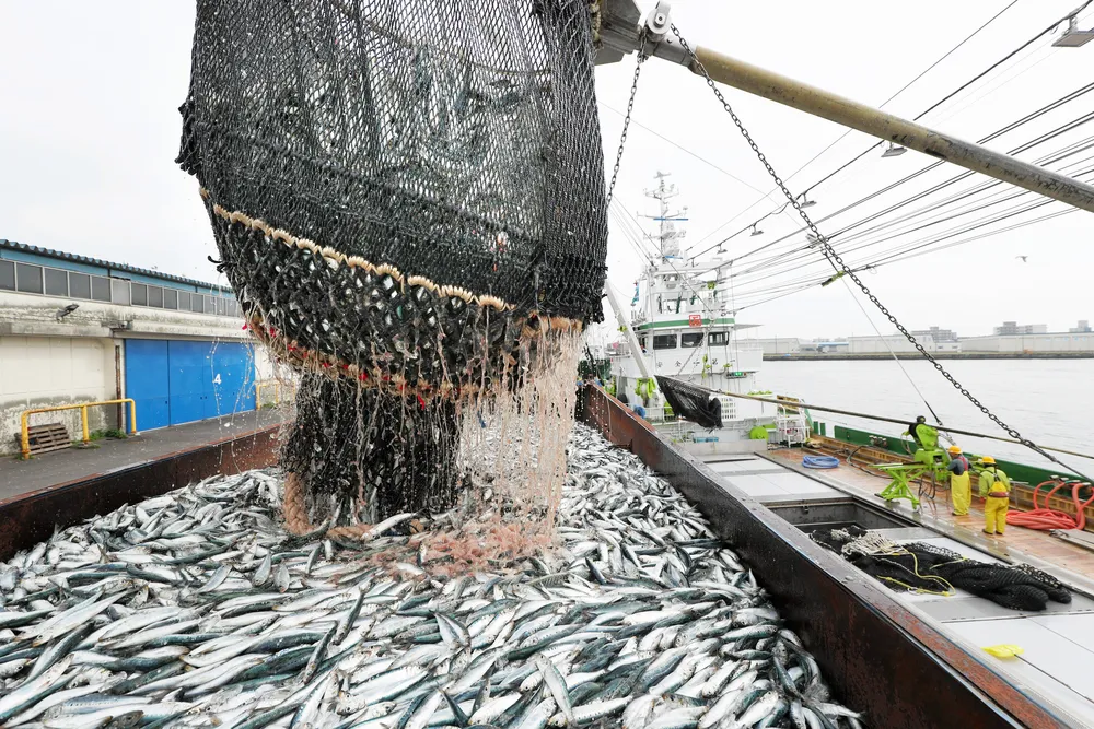 マイワシ漁獲高100億円超 道東沖2年連続 肥飼料高で好調維持北海道新聞デジタル