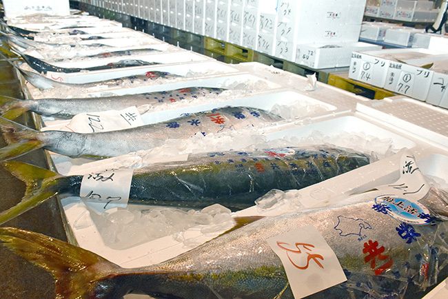 市場発ブリを食べない北海道漁獲拡大も価格低迷北海道新聞デジタル