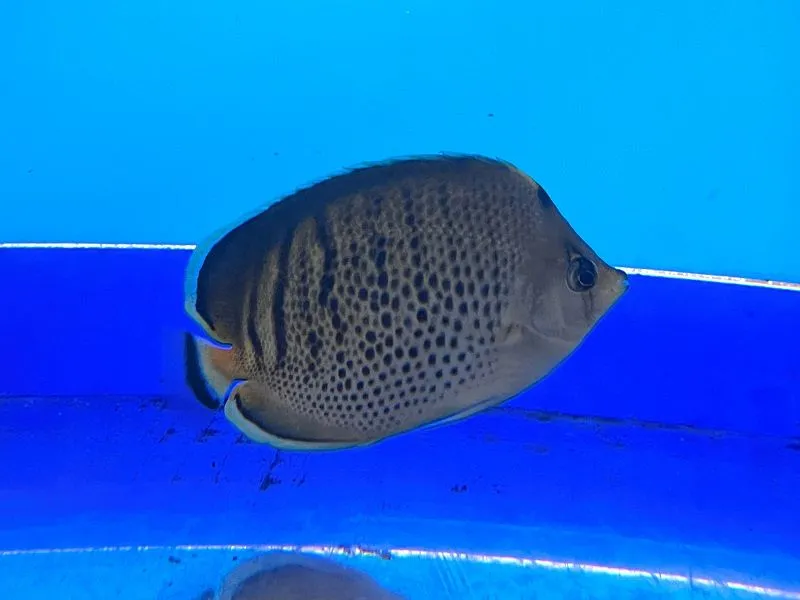 魚の飼育環境 きれいな水、健康維持のかぎ：まなぶんデジタル by 北海道新聞